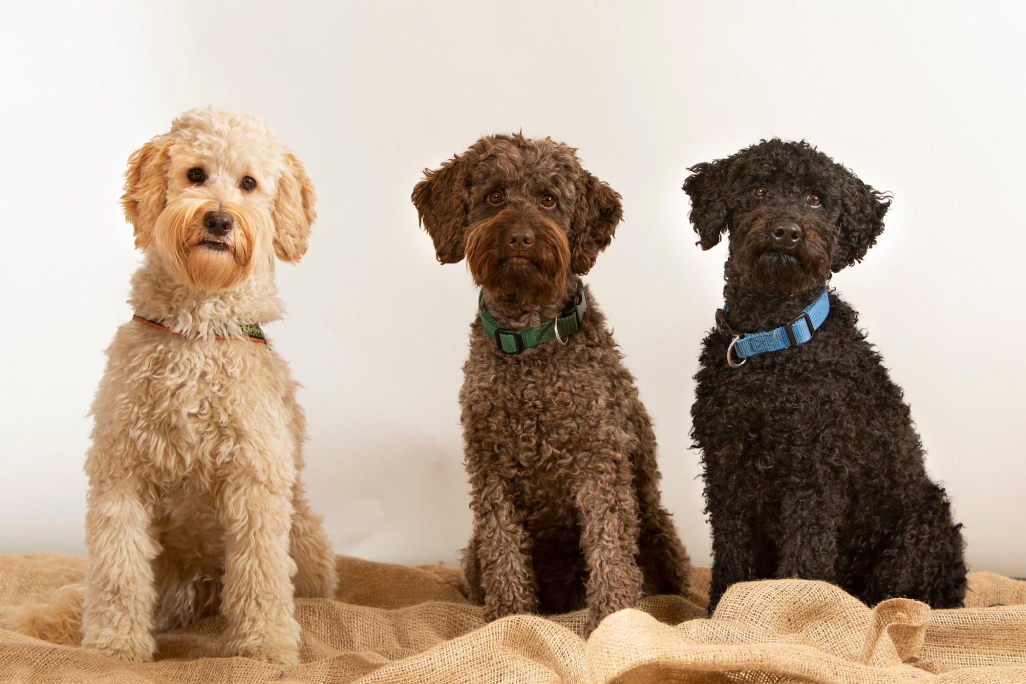 Lindars Australian labradoodle – Australian labradoodle kasvattaja