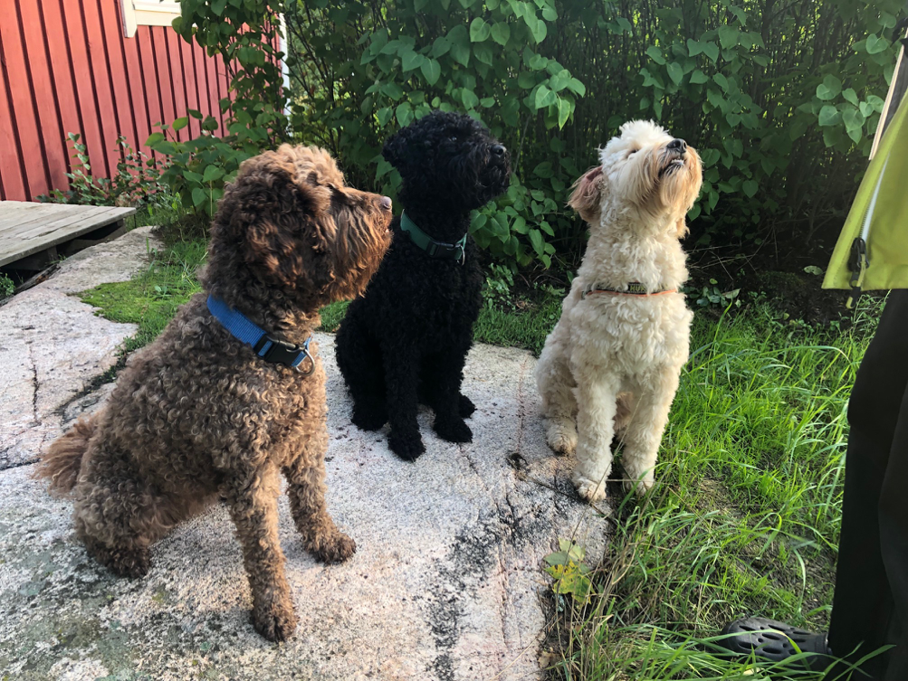 Breed – Lindars Australian labradoodle