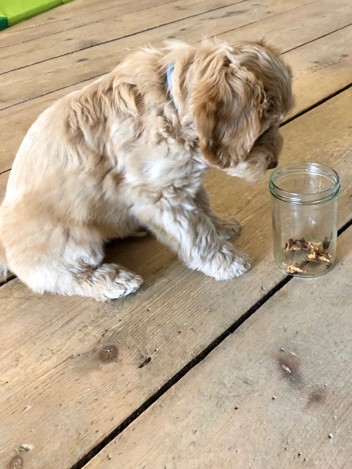 Lindars Australian labradoodle – Australian labradoodle kasvattaja