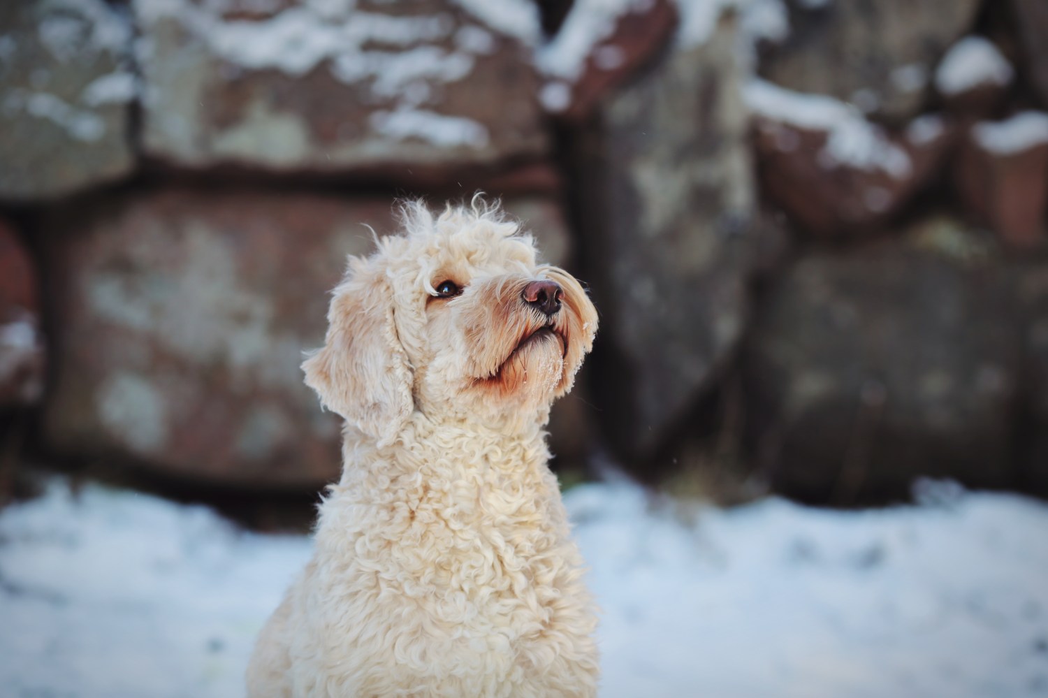 Lindars Australian labradoodle – Australian labradoodle kasvattaja