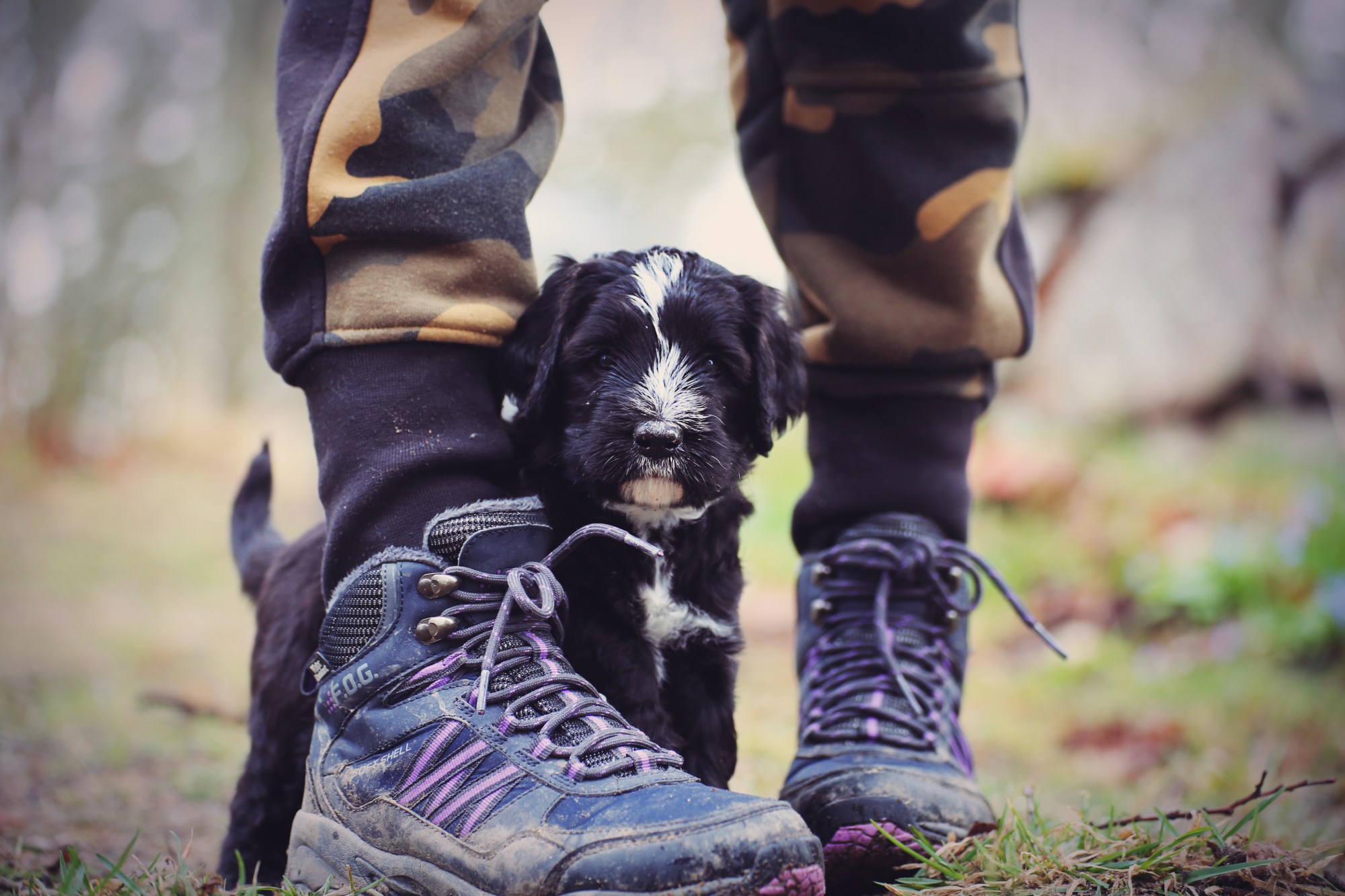 Lindars Australian labradoodle – Australian labradoodle kasvattaja