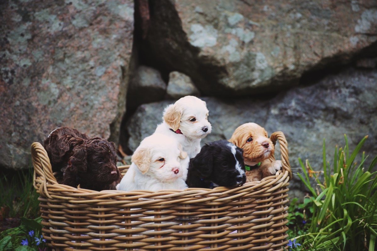 Lindars Australian labradoodle – Australian labradoodle kasvattaja