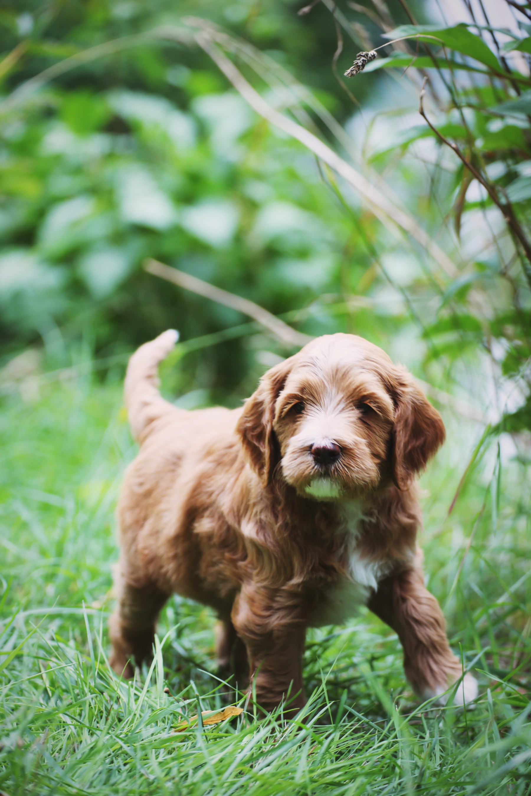 Lindars Australian labradoodle – Australian labradoodle kasvattaja