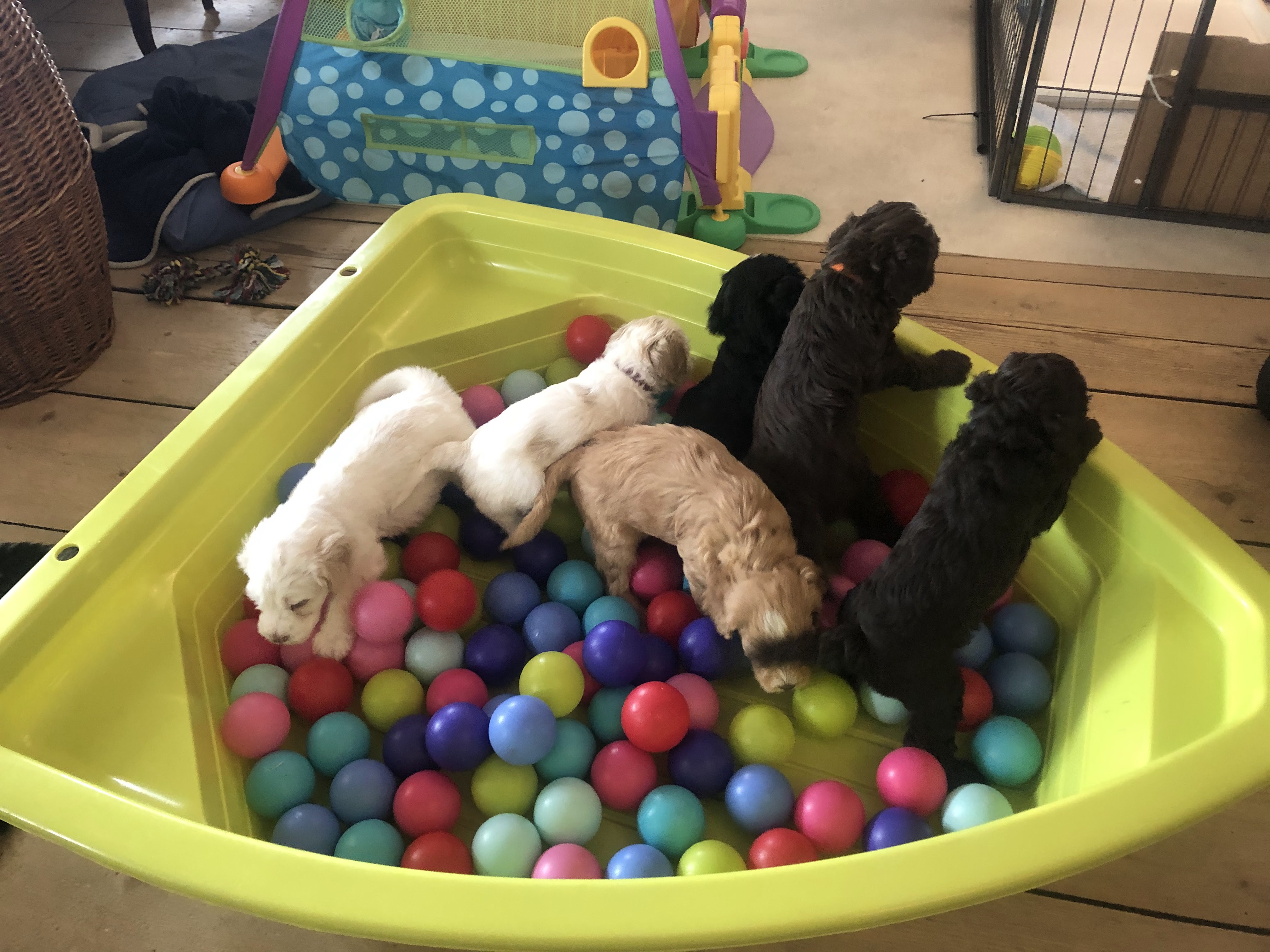 Breed – Lindars Australian labradoodle