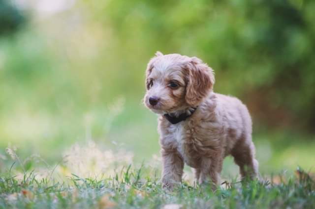Lindars Australian labradoodle – Australian labradoodle kasvattaja